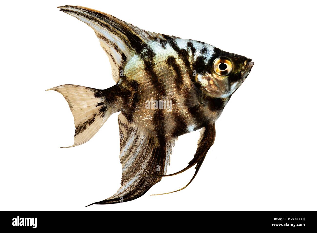 Tiger Marble angelfish pterophyllum scalare aquarium fish Stock Photo ...