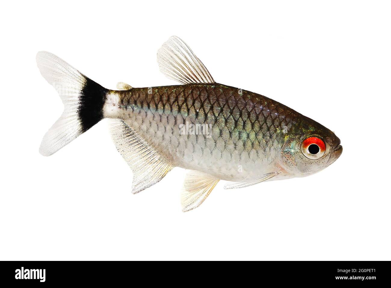 Red eye tetra Moenkhausia sanctaefilomenae Monk Tetra aquarium fish ...