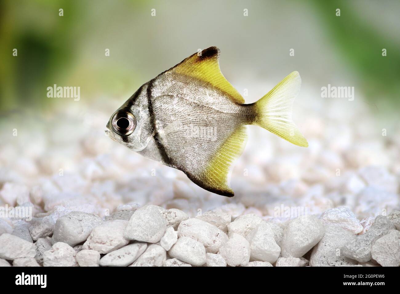 silver moonfish Monodactylus argenteus Aquarium fish Malayan angel ...