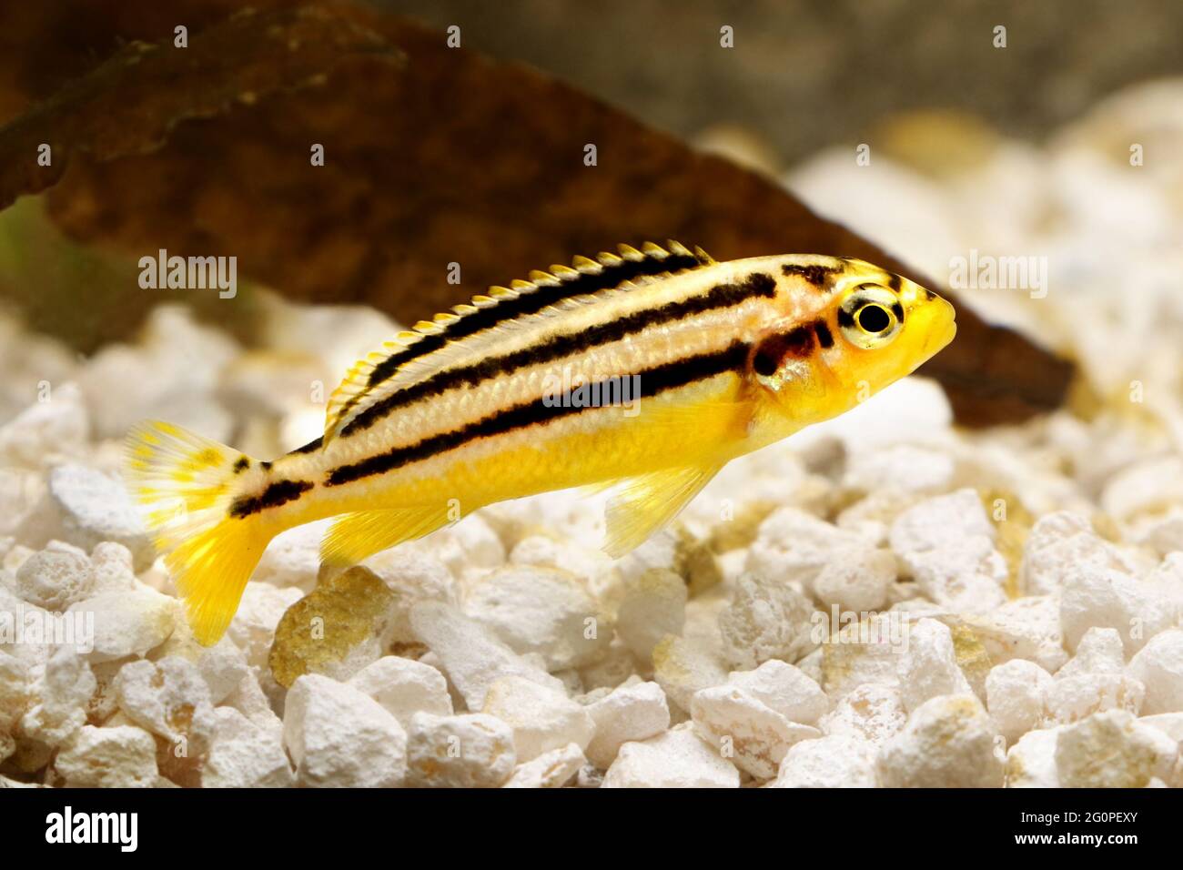 Auratus cichlid Melanochromis auratus golden mbuna aquarium fish ...