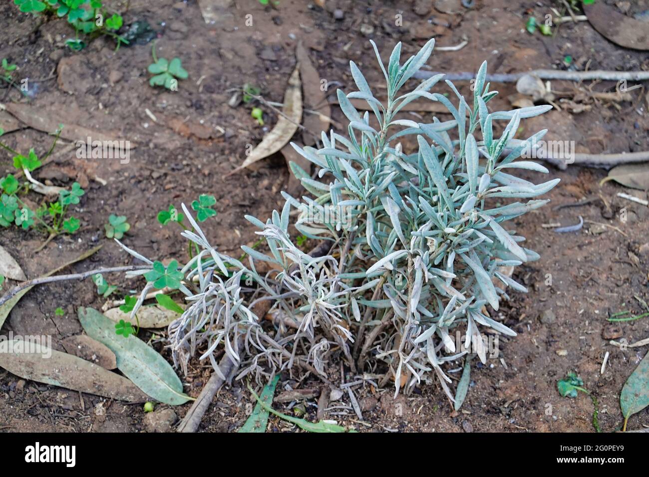 Closeup of wilted plant leaves in the garden - concept for plant ...