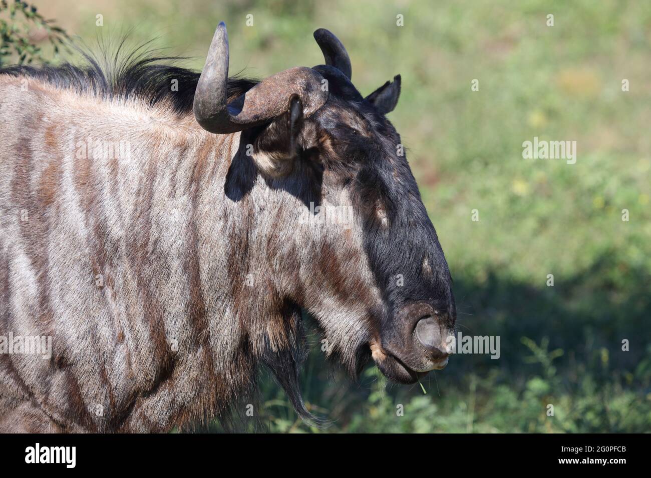 Streifengnu / Blue wildebeest / Connochaetes taurinus Stock Photo - Alamy