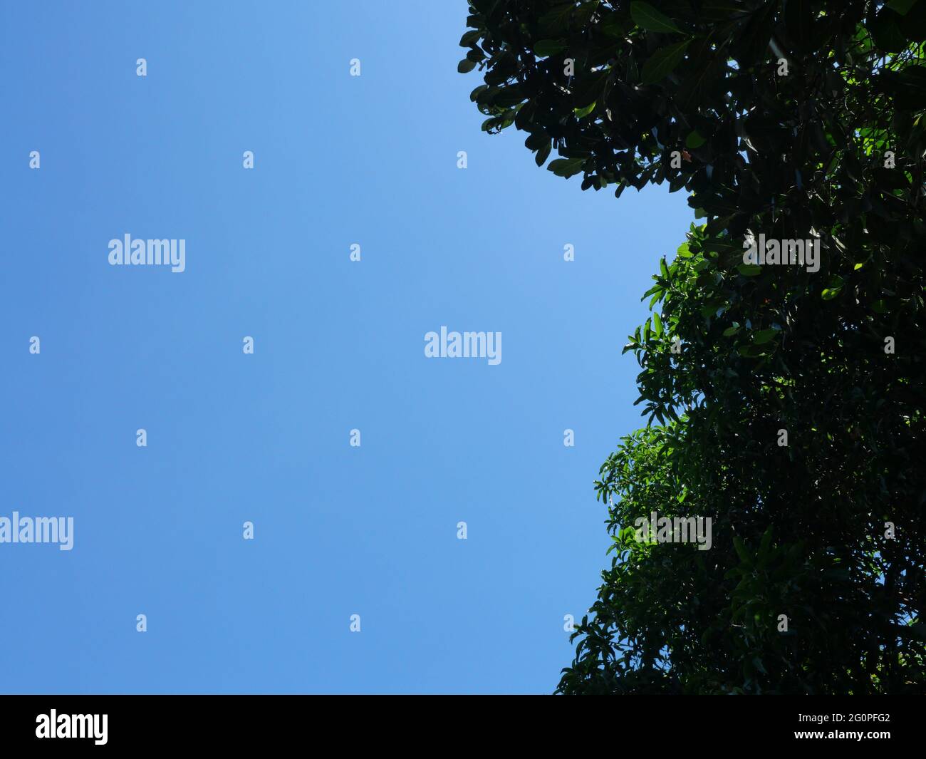 Bright color and shadow on the green leaves bush of tree plant with ...