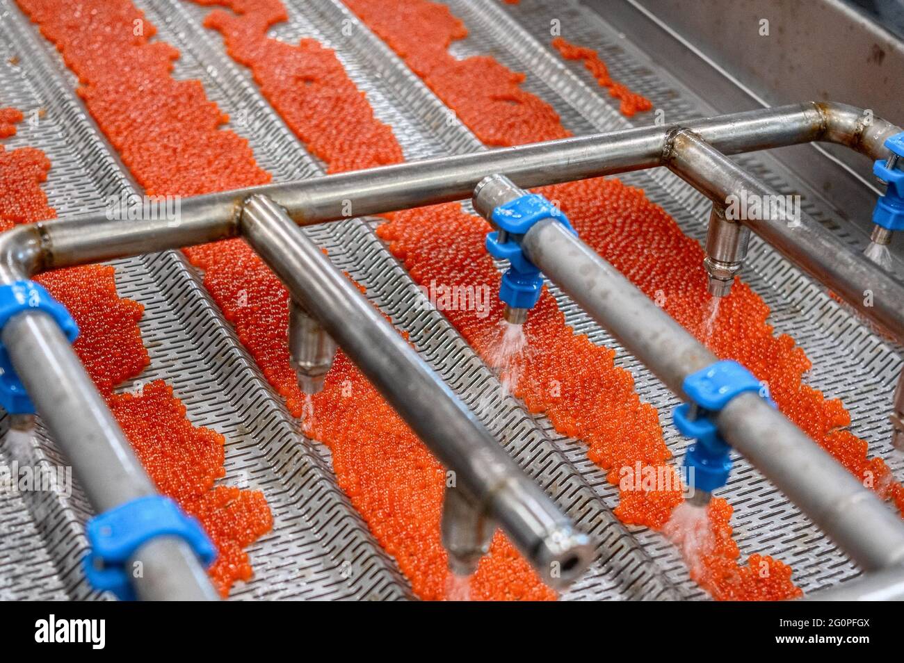 Red caviar production process. Vibrating tray Stock Photo - Alamy