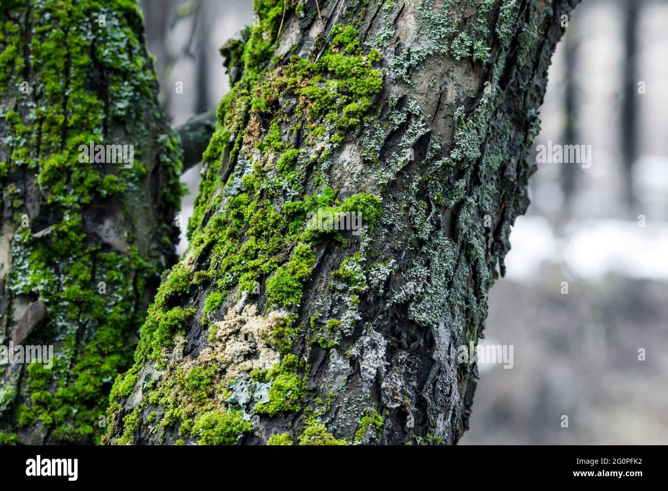 Tree trunk in the forest, covered with moss and lichen Stock Photo - Alamy
