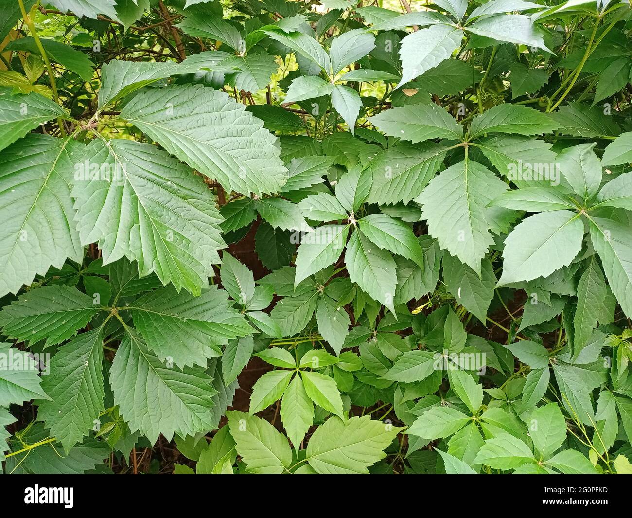 Green leaves close up. A fence from plants. Barrier from decorative ...