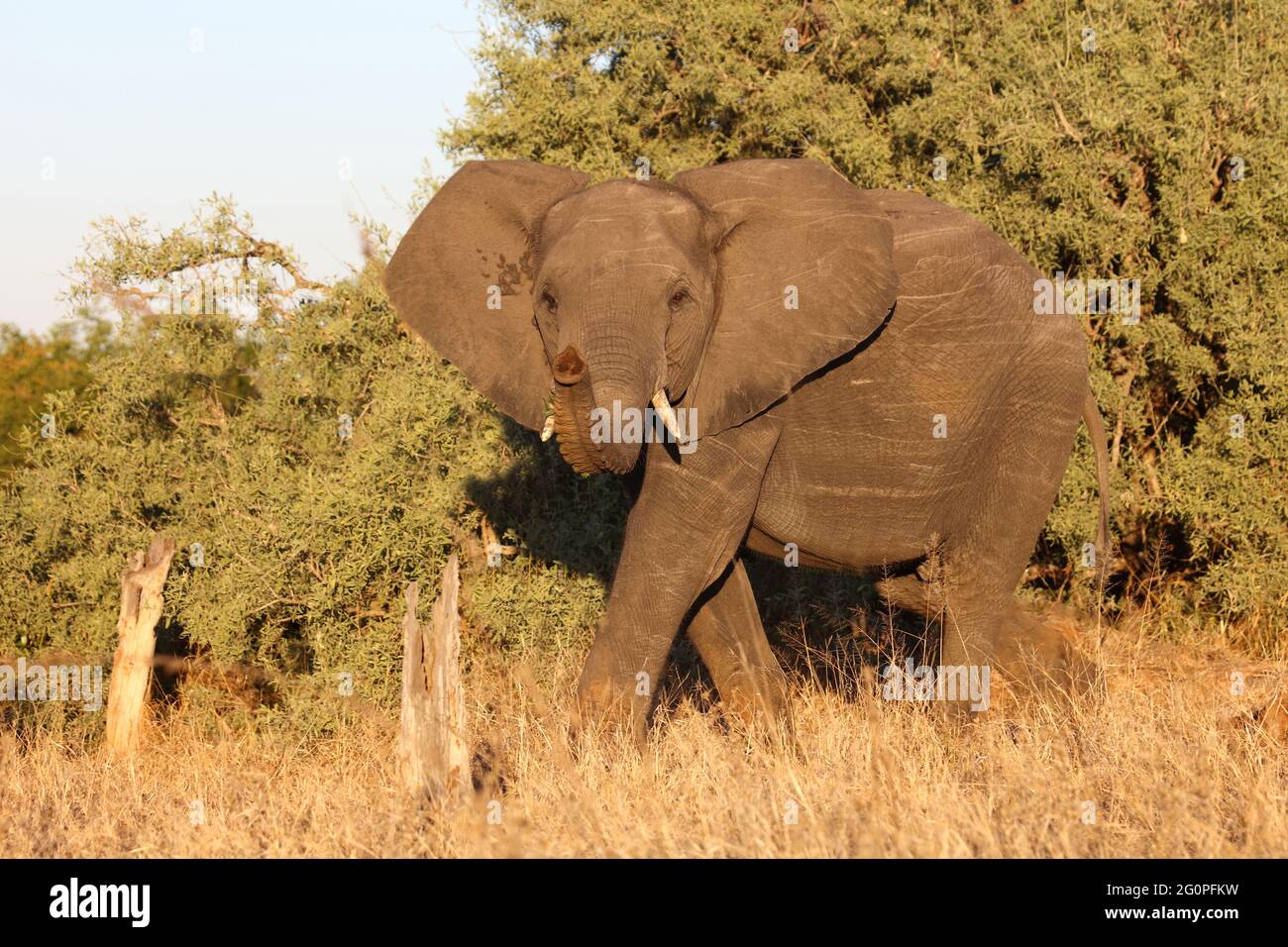 Afrikanischer Elefant / African elephant / Loxodonta africana Stock ...