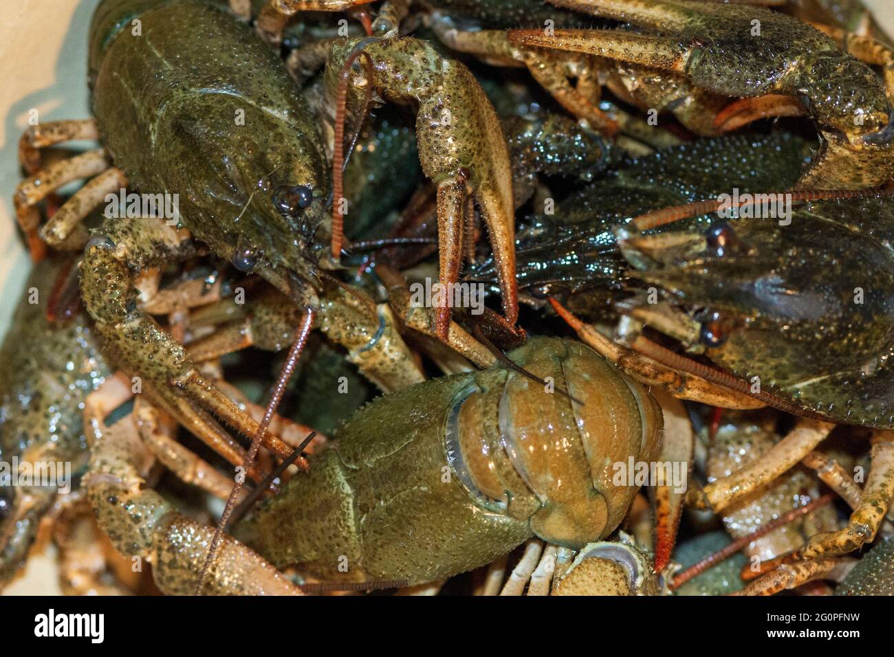 White claw party hi-res stock photography and images - Alamy