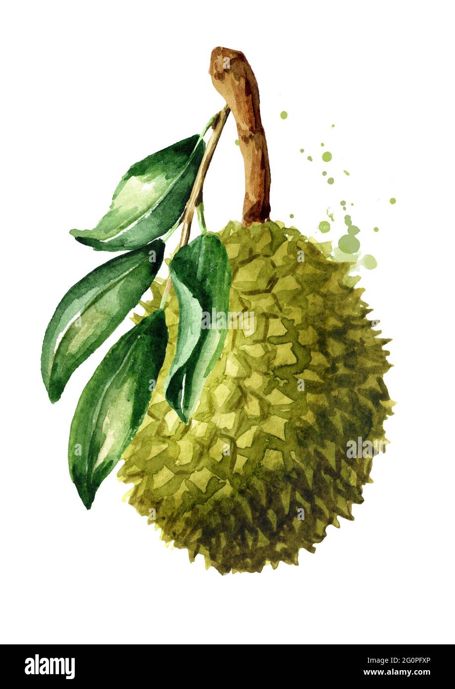 Durian tree, fruit with green leaves. Watercolor hand drawn ...