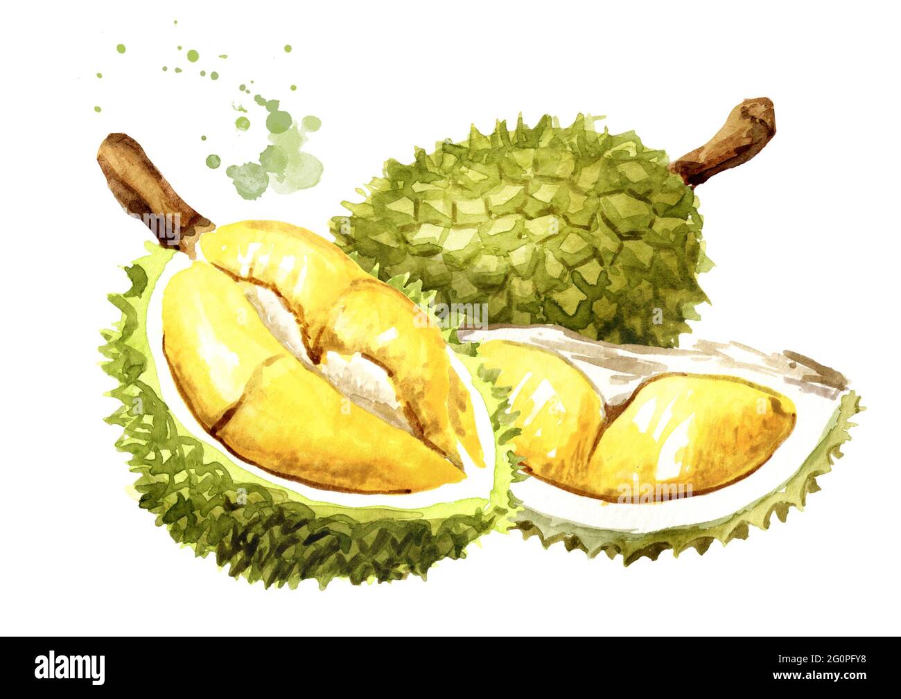 Durian Fruit Drawing