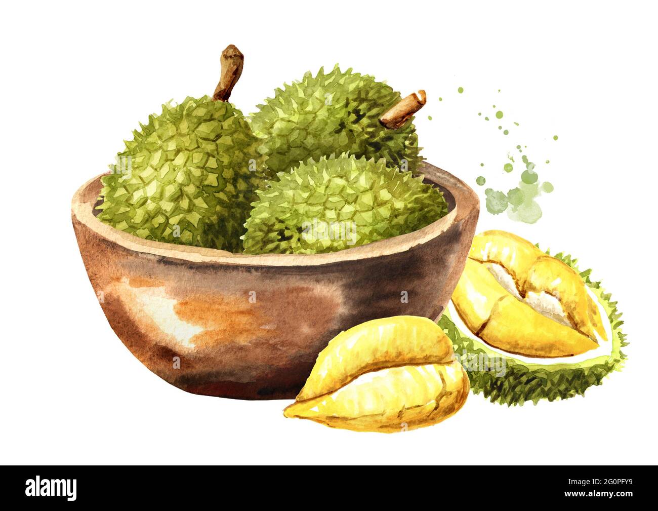 Durian Fruit Clipart