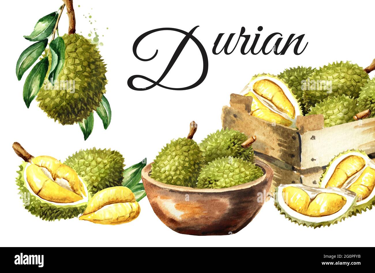 Durian card. Watercolor hand drawn illustration isolated on white ...