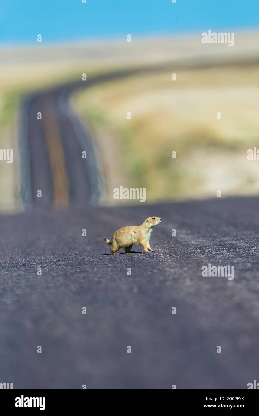 Black-tailed Prairie Dog, Cynomys ludovicianus, crossing road between ...