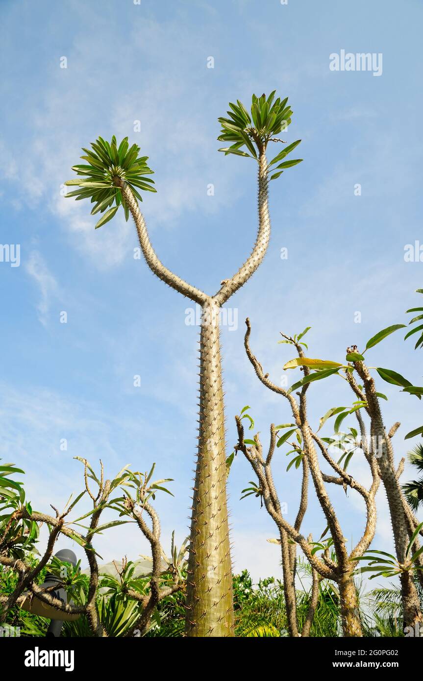 Madagascar Palm (Pachypodium lamerei Stock Photo - Alamy