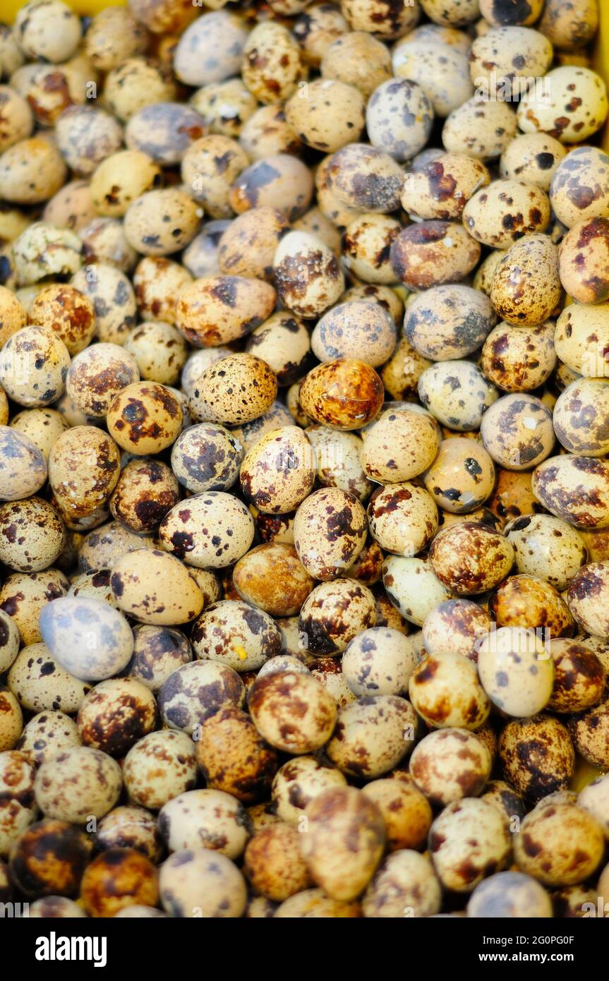 Vegan eggs hi-res stock photography and images - Alamy