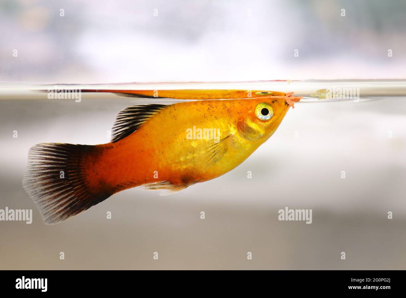 Feeding aquarium fish eating flake food swarm feeding tetra aquarium ...