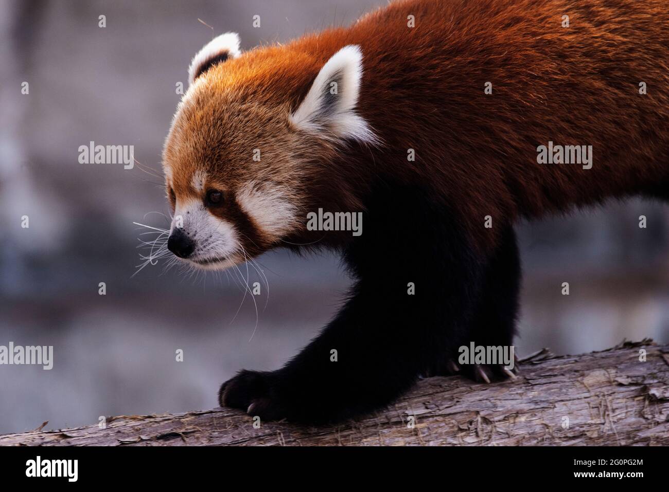 A red panda at the Saint Louis Zoo in St. Louis, Missouri, walks along ...