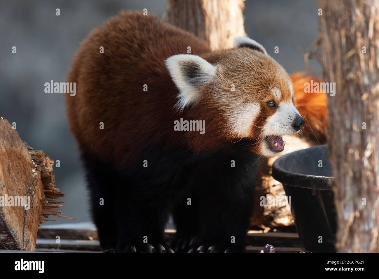 A red panda at the Saint Louis Zoo in St. Louis, Missouri, walks along ...