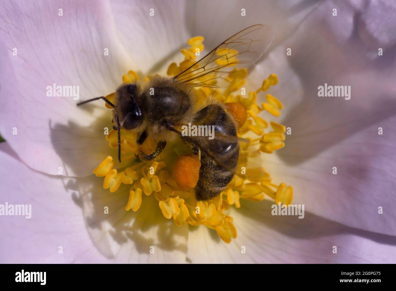 close up of bee gathering pollen inside dog-rose blossoming Stock Photo ...