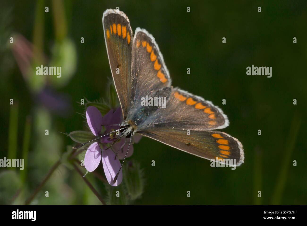 close up of small brown butterfly sitting on purple flower Stock Photo ...