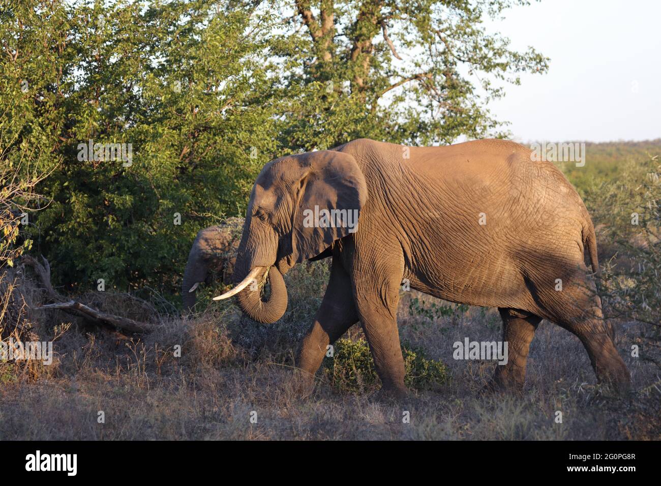 Afrikanischer Elefant / African elephant / Loxodonta africana Stock ...