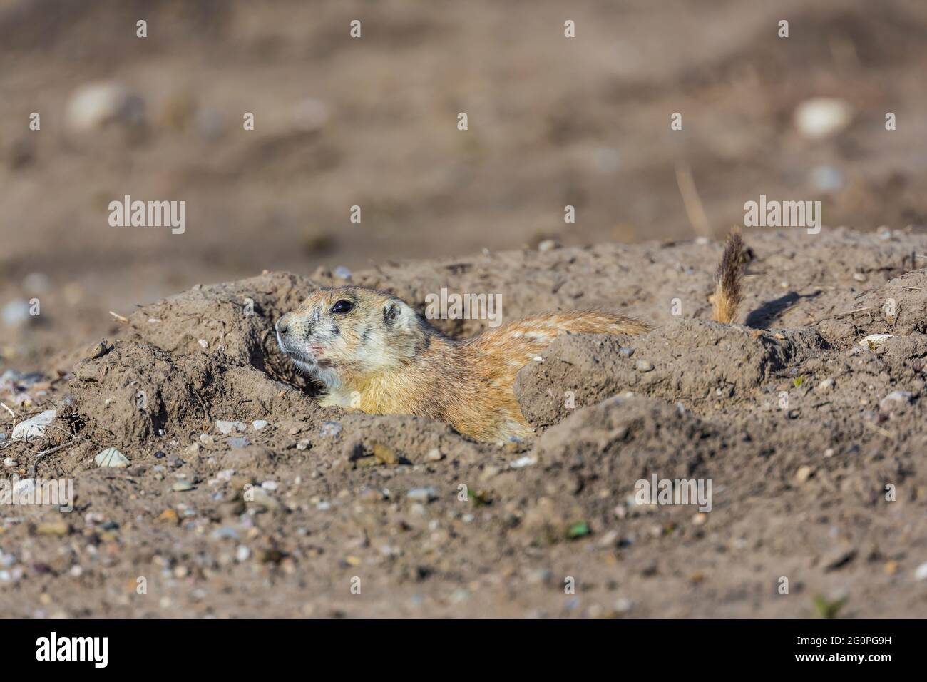 Black tailed prairie dog burrow system hi-res stock photography and ...