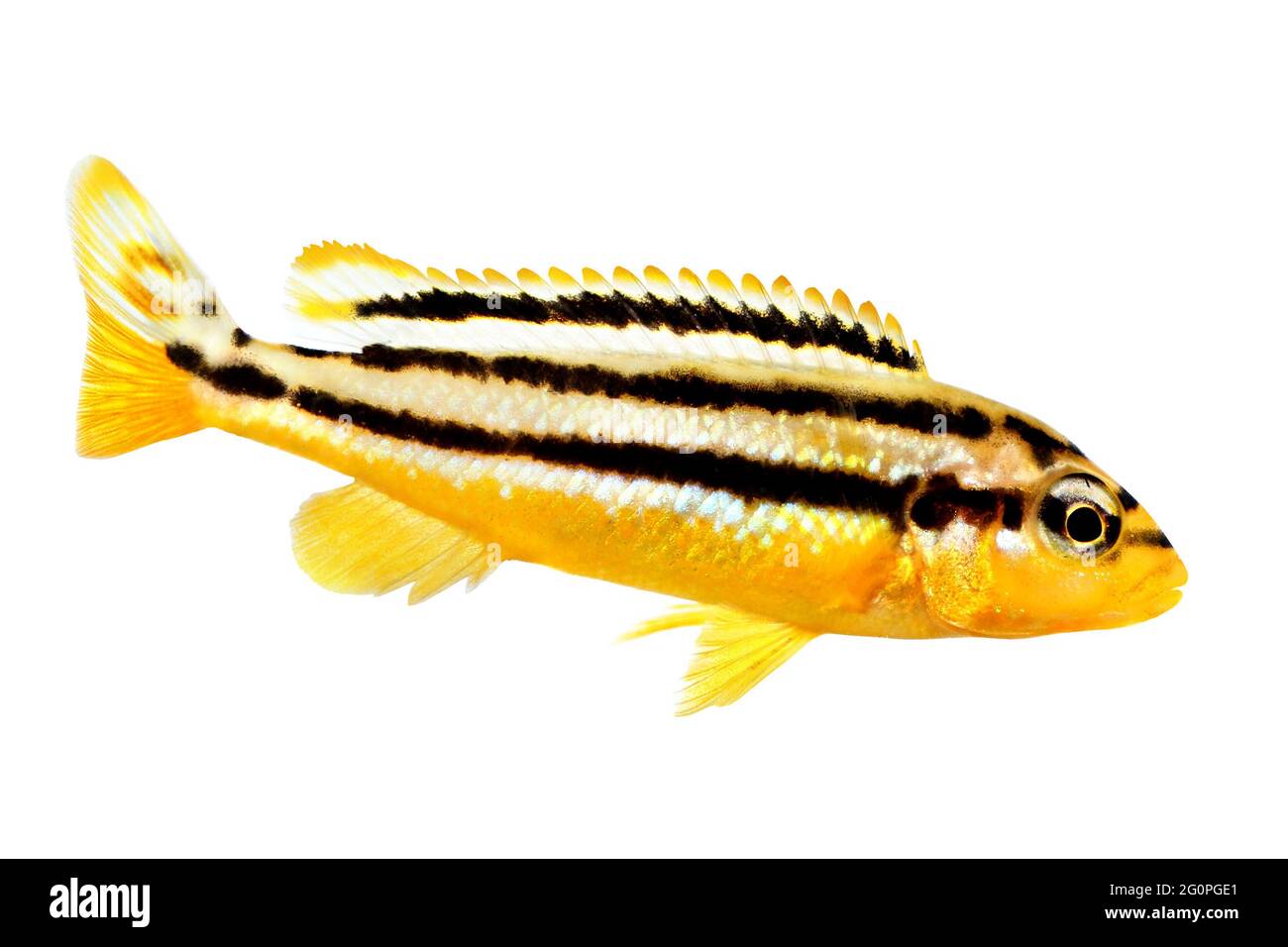 Auratus cichlid Melanochromis auratus golden mbuna aquarium fish ...