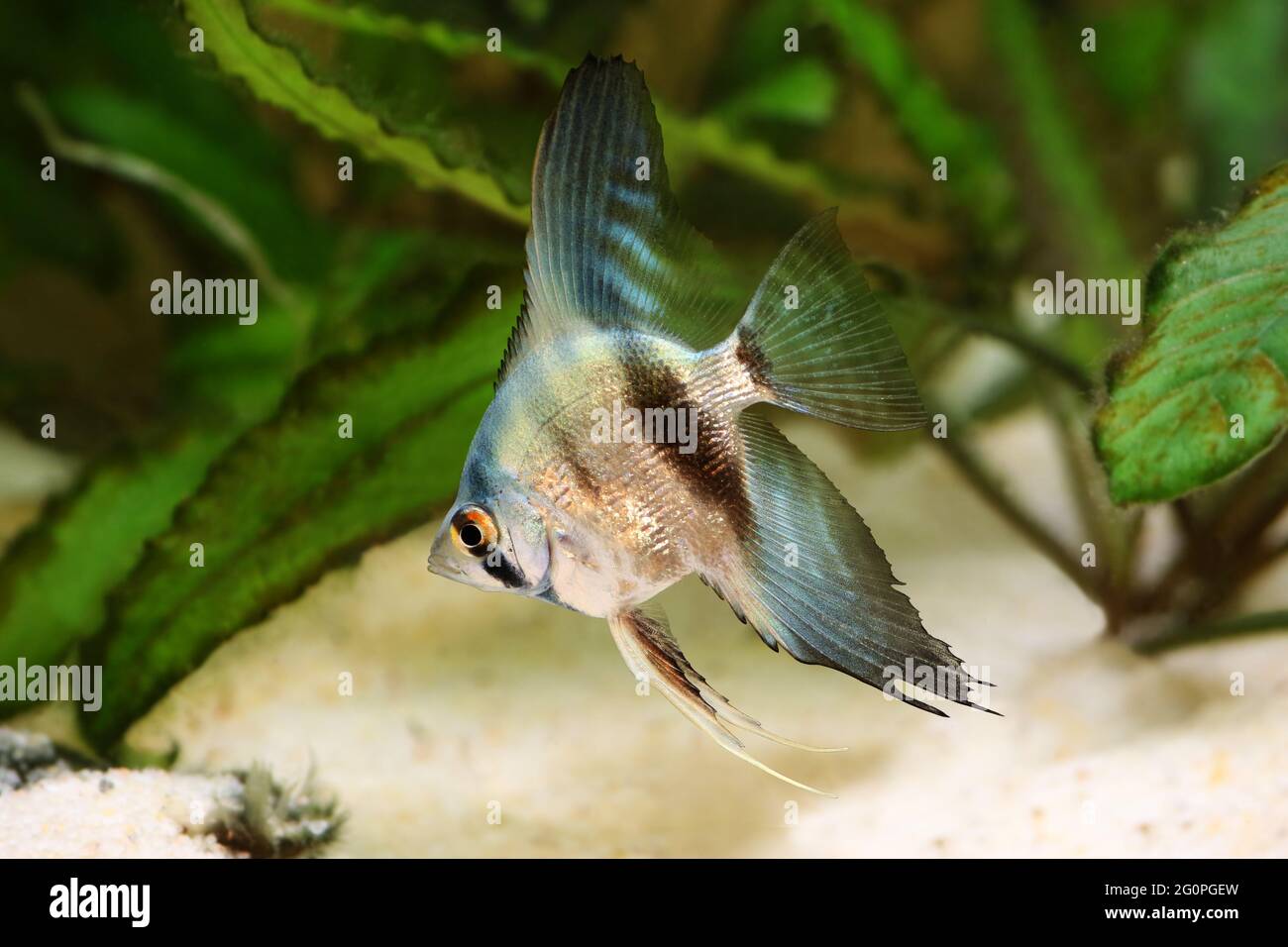 Blue Blushing Angelfish