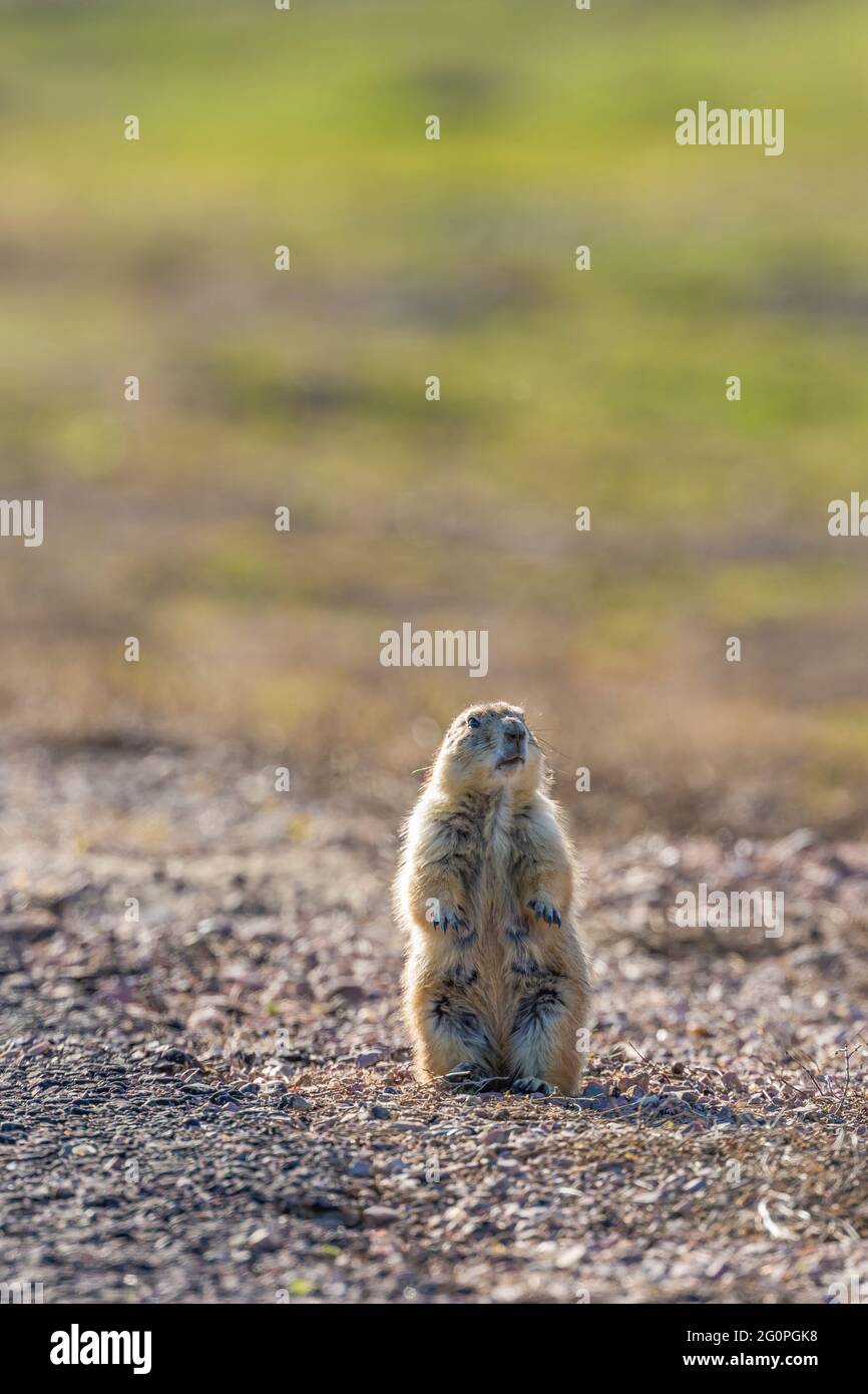 Black tailed prairie dog nursing hi-res stock photography and images ...