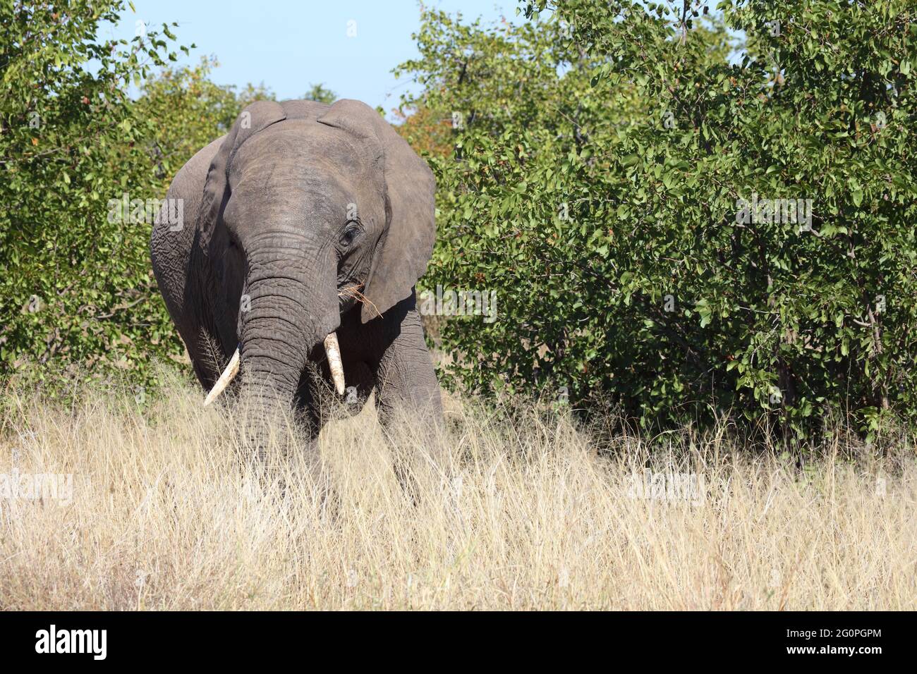Afrikanischer Elefant / African elephant / Loxodonta africana Stock ...