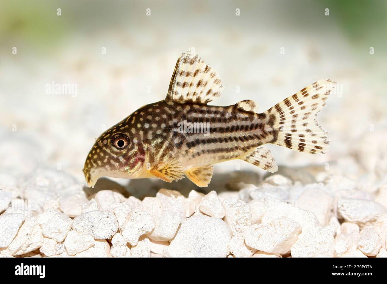 Cory Catfish Corydoras sterbai Sterba's Cory aquarium fish Stock Photo ...