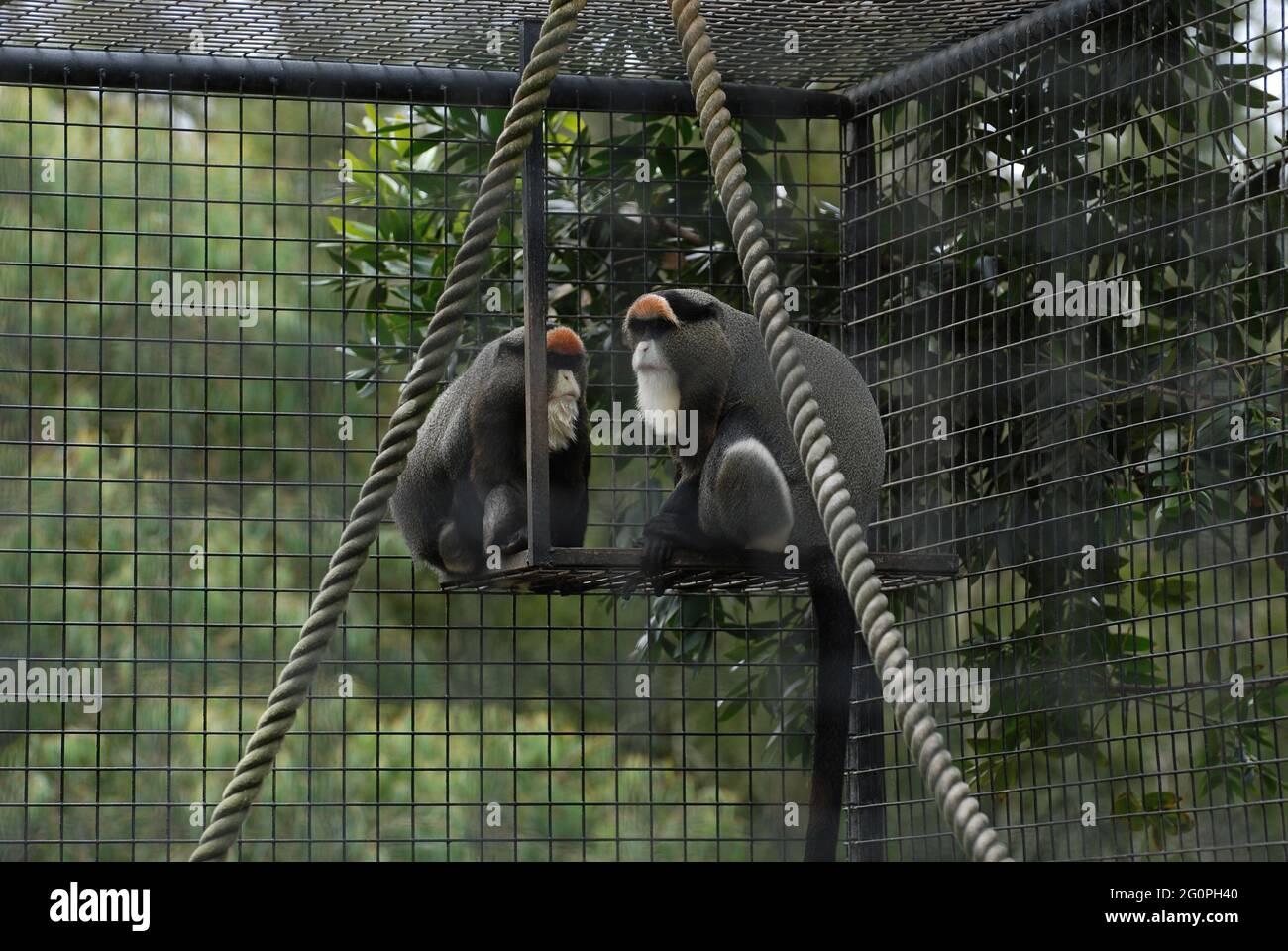 De Brazza's Monkeys (Cercopithecus neglectus) at Mogo Zoo on the south ...