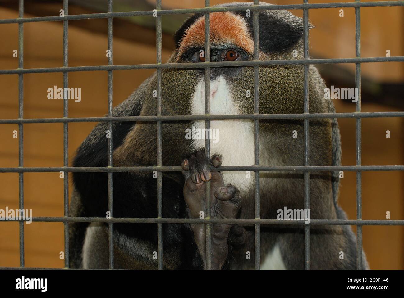 De Brazza's Monkey (Cercopithecus neglectus) at Mogo Zoo on the south ...