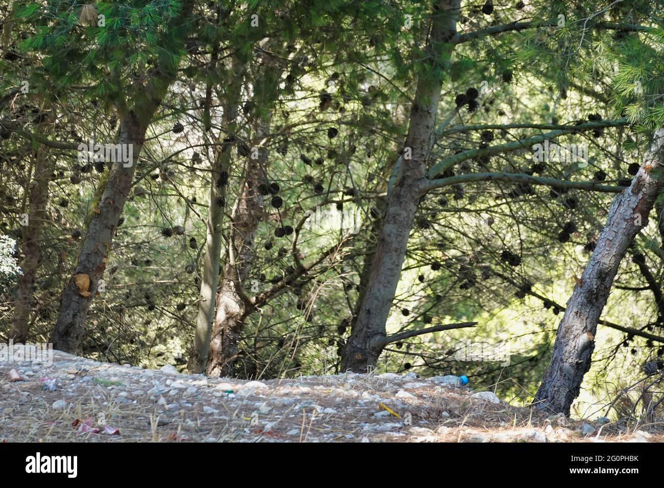 Closeup of pine trees with plastic bottles and other trash on the ...