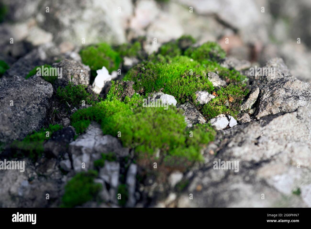 Green moss on stones hi-res stock photography and images - Alamy