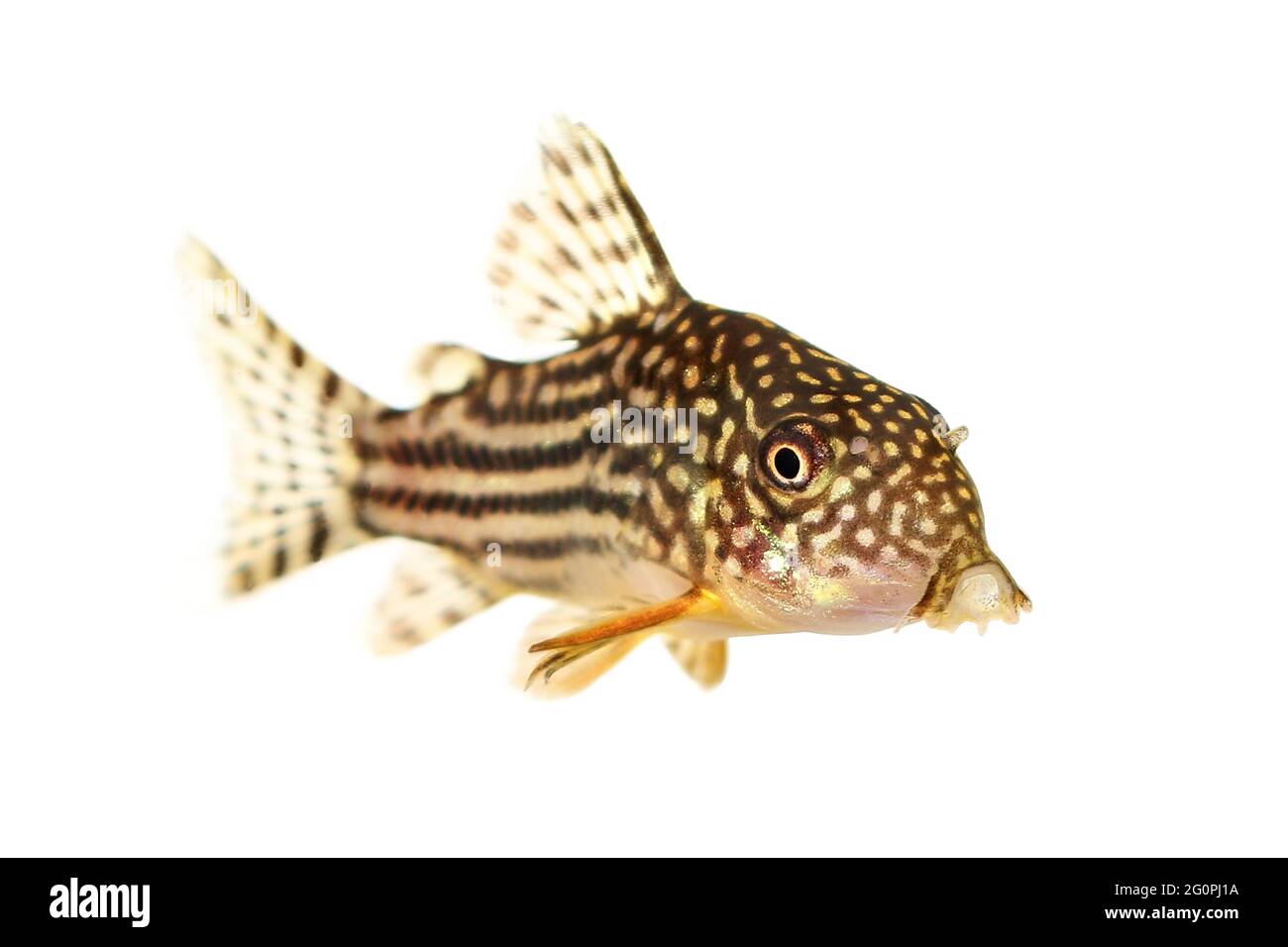 Cory Catfish Corydoras sterbai Sterba's Cory aquarium fish Stock Photo ...