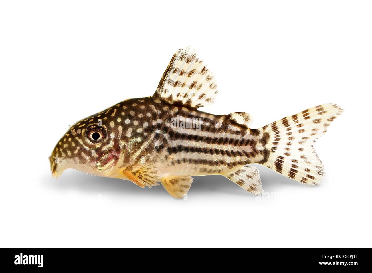 Cory Catfish Corydoras sterbai Sterba's Cory aquarium fish Stock Photo ...