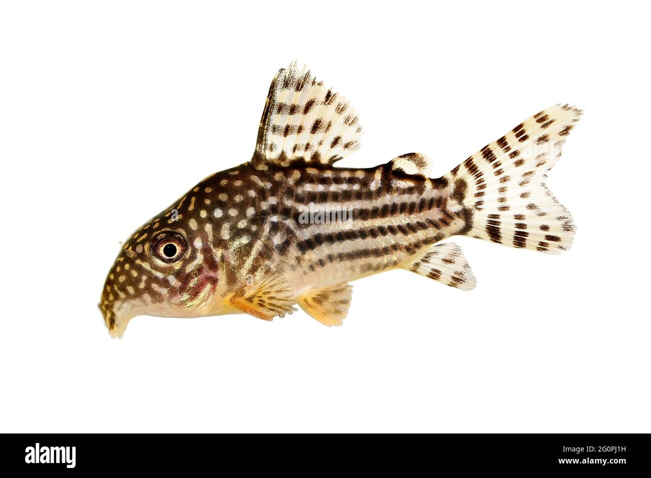 Cory Catfish Corydoras sterbai Sterba's Cory aquarium fish Stock Photo ...