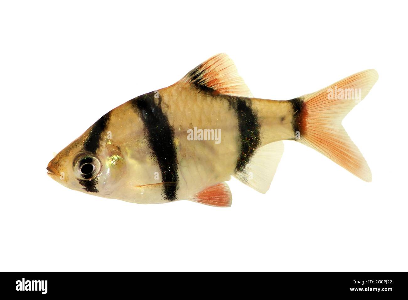 Sumatra fisch hi-res stock photography and images - Alamy