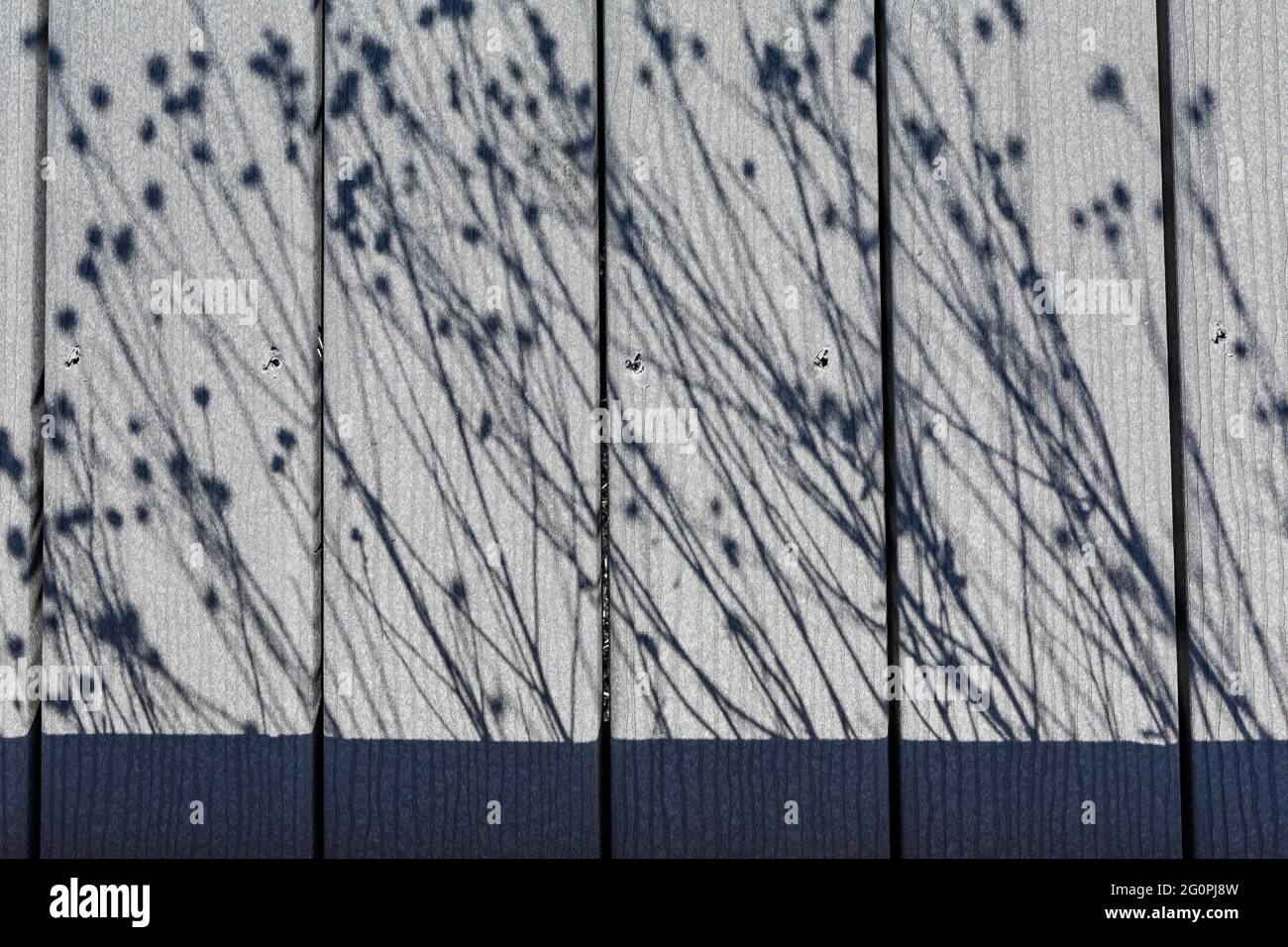 Shadows of dried prairie plants from the previous year's growing season ...