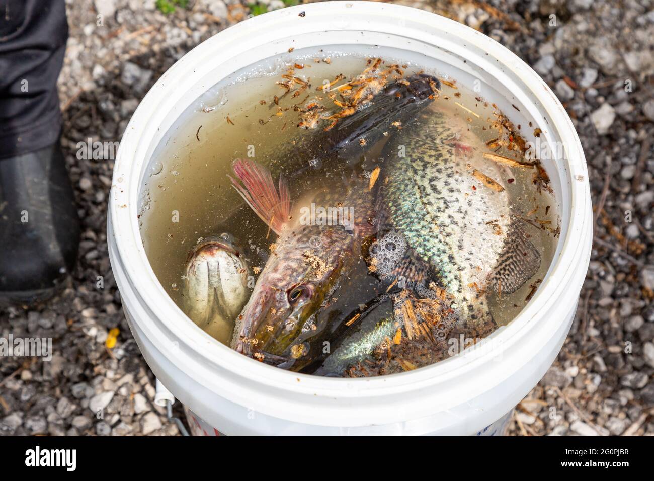 Freshwater fish usa hi-res stock photography and images - Alamy