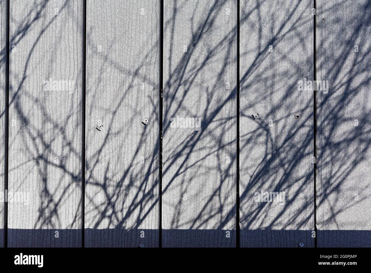 Shadows of dried prairie plants from the previous year's growing season ...