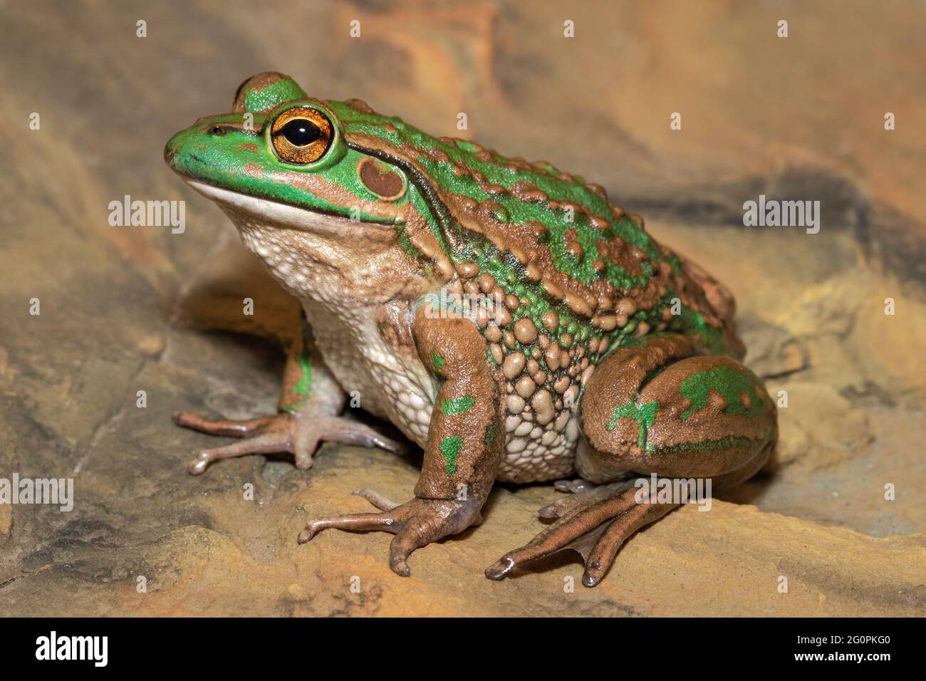 Endangered Growling Grass frog from Southern Australia Stock Photo - Alamy