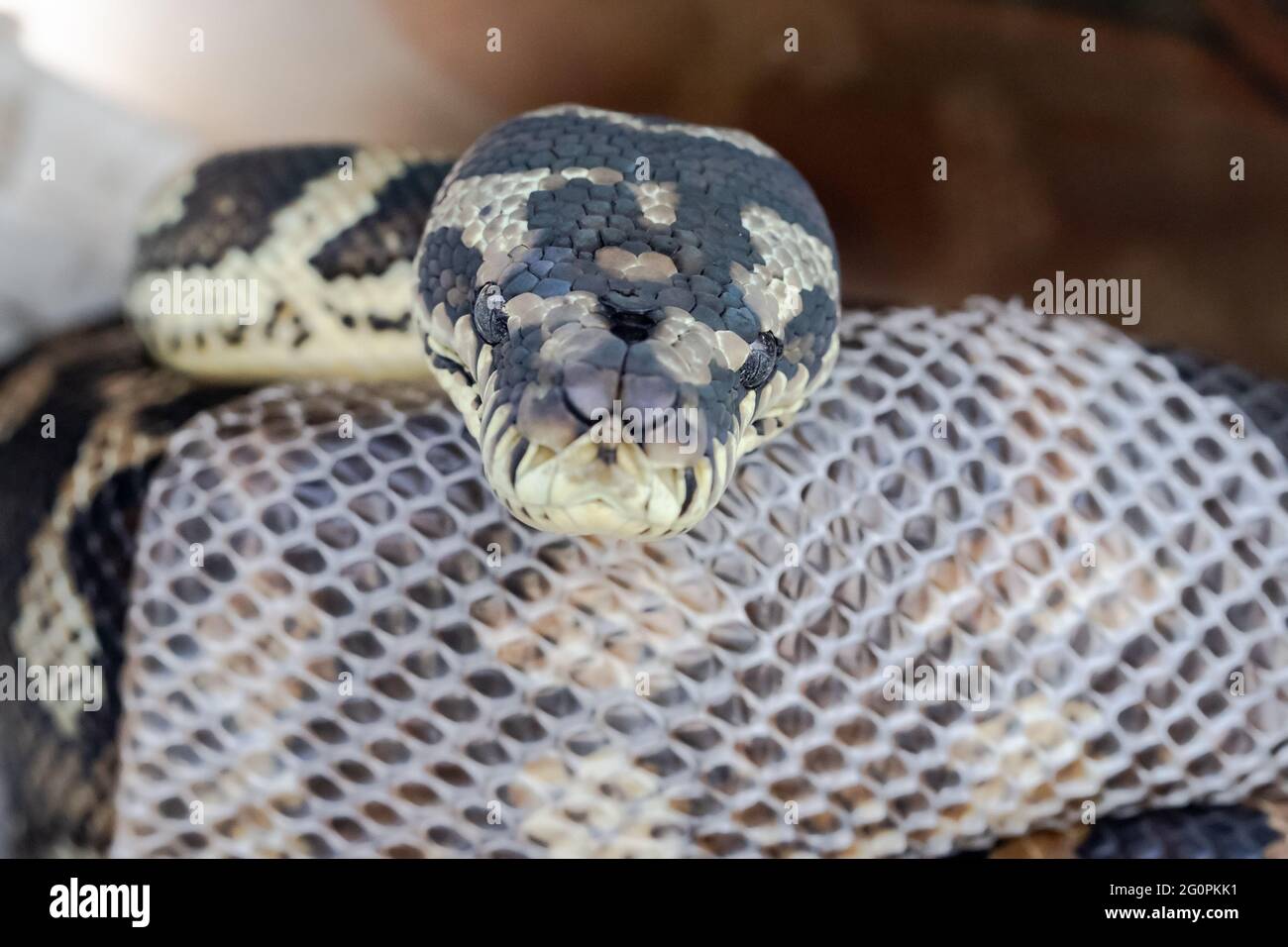 Australian Carpet Python sloughing skin Stock Photo - Alamy