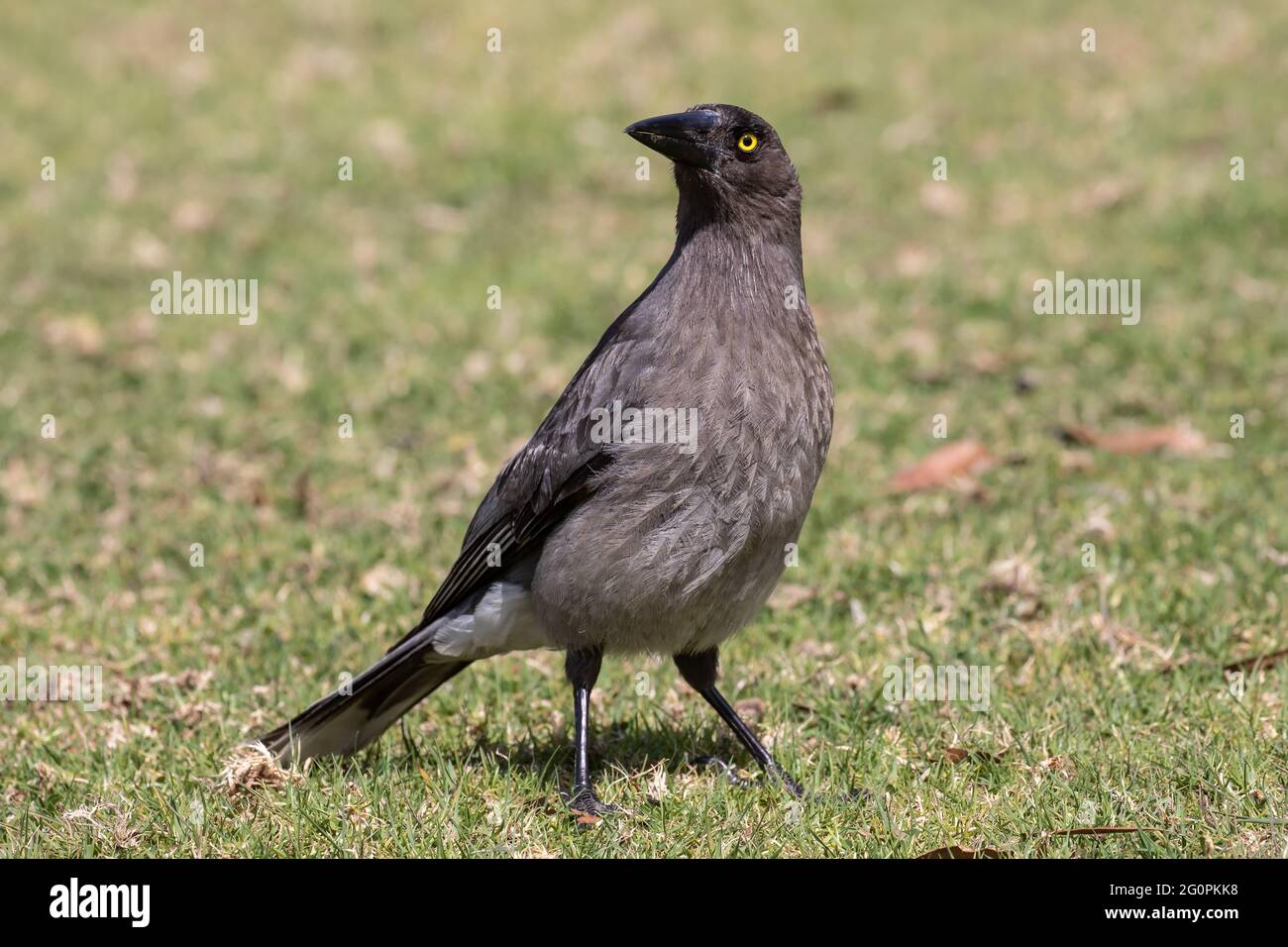 Strepera versicolor hi-res stock photography and images - Alamy