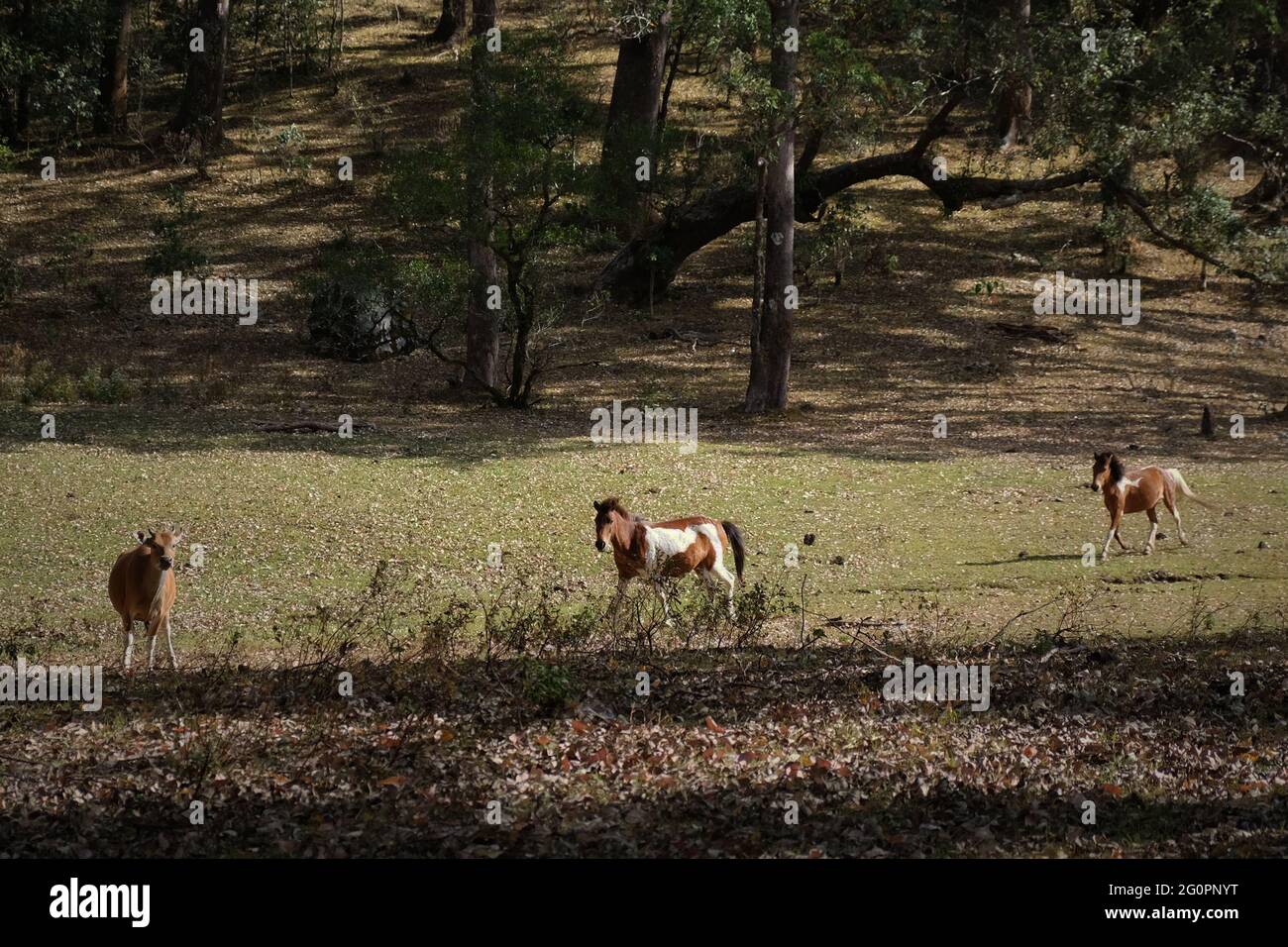Timor pony hi-res stock photography and images - Alamy