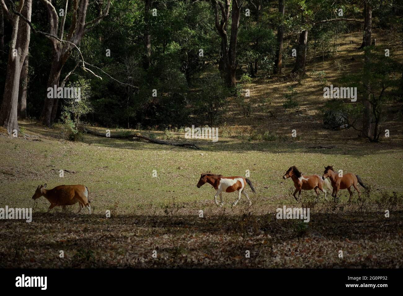 Sandalwood horse hi-res stock photography and images - Alamy