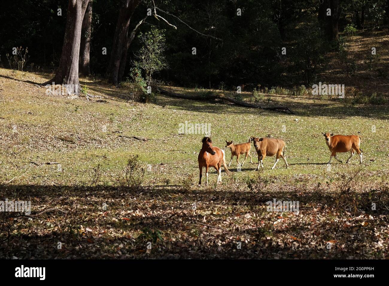 Timor pony hi-res stock photography and images - Alamy