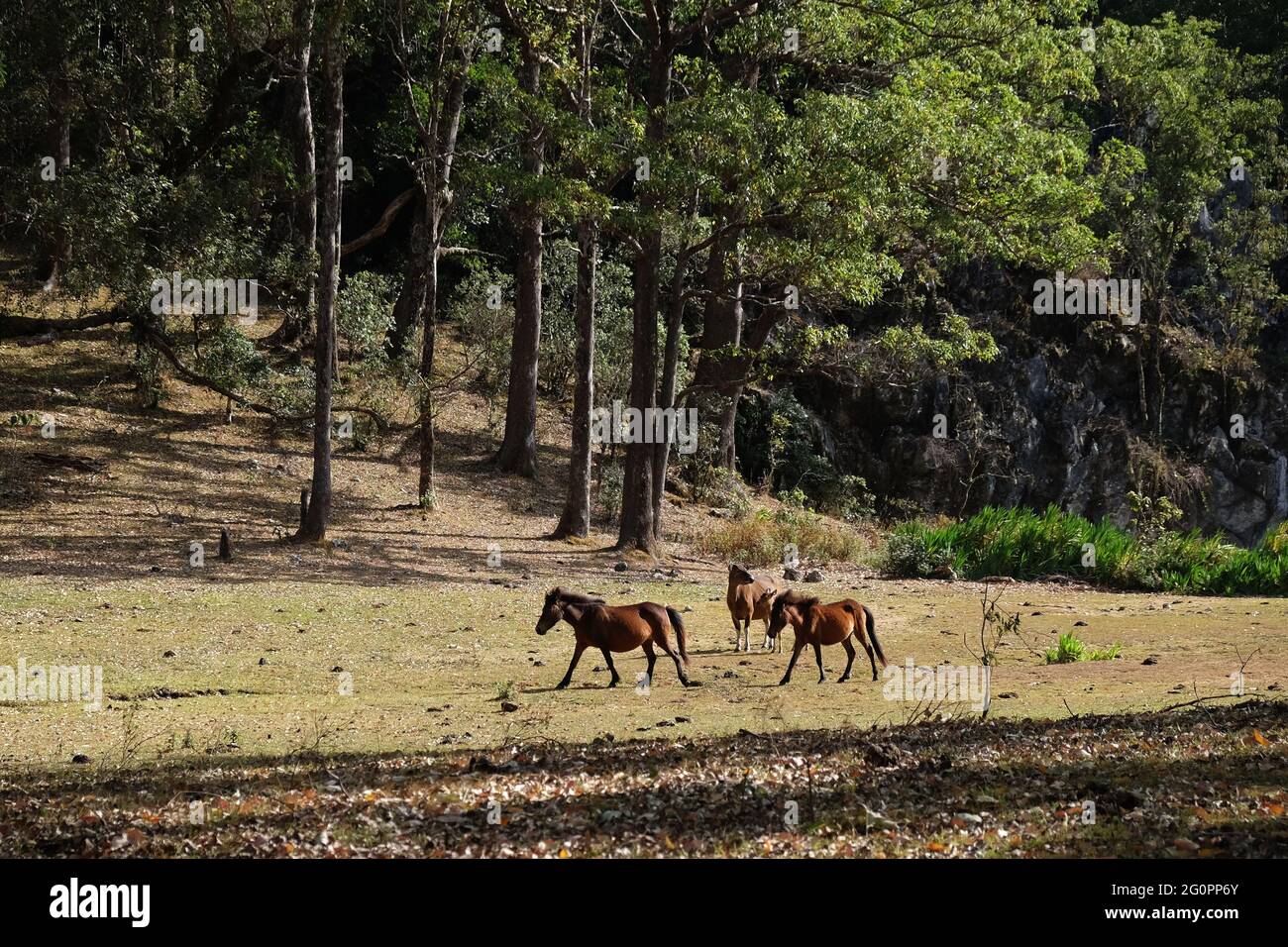 Ponies on a grassland at the foot of Mount Mutis near Fatumnasi village ...