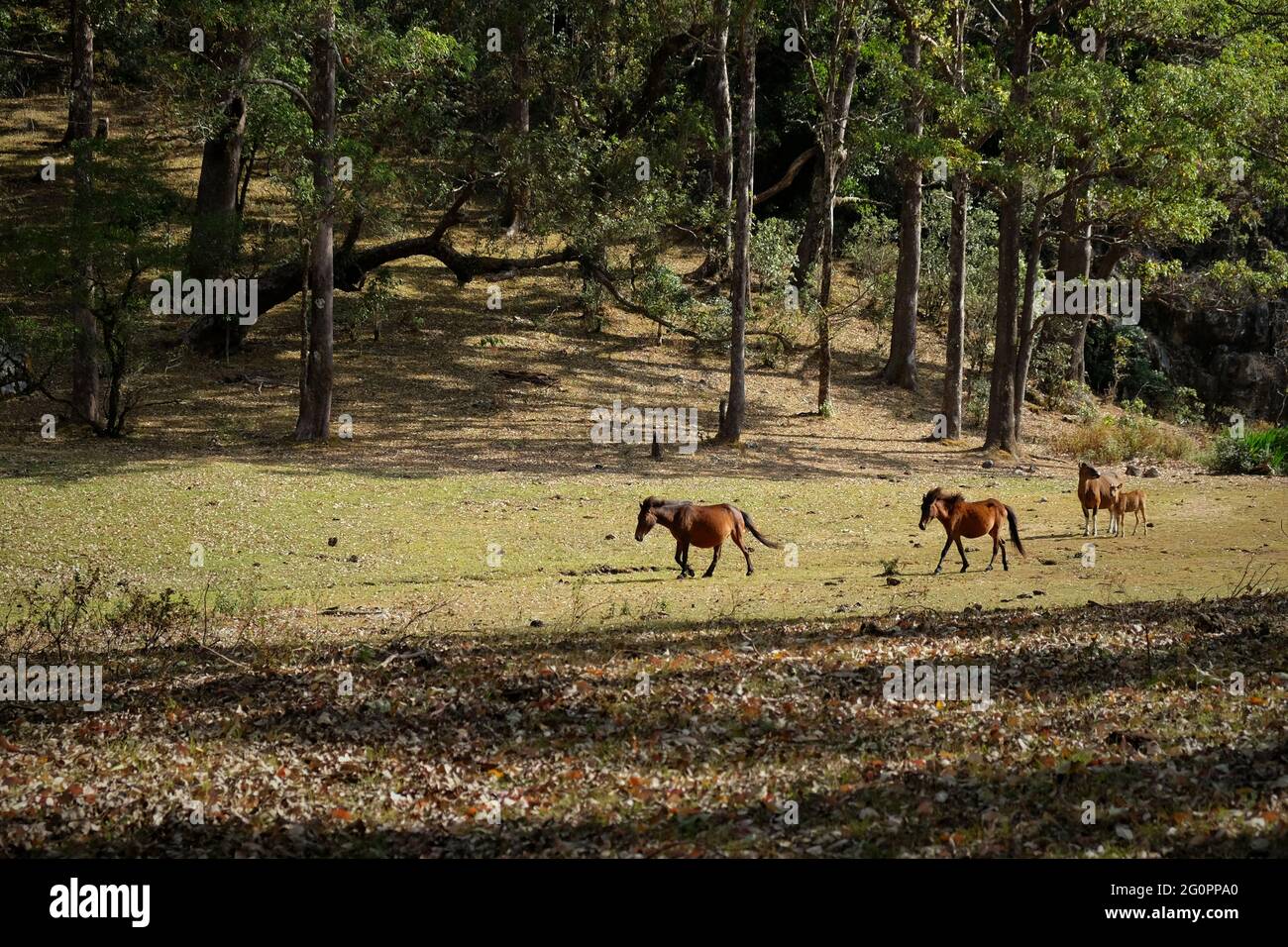 Ponies and cattle on a grassland at the foot of Mount Mutis near ...